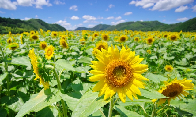 Sunflowers are in full swing in Sayo, Hyogo | Re More Japan